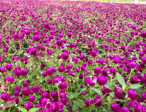 The Most Beautiful and Stylish Flower Chill Photos