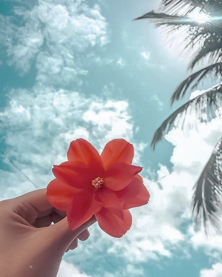 The Most Beautiful and Stylish Flower Chill Photos