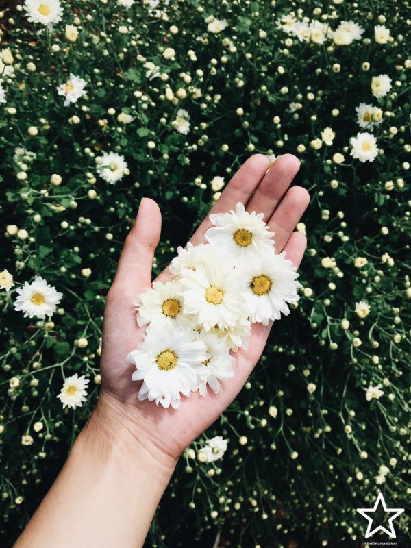 The Most Beautiful and Stylish Flower Chill Photos