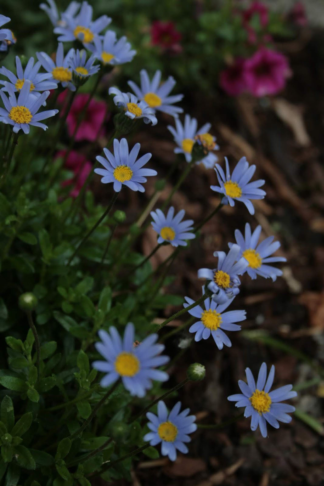 The Most Beautiful and Stylish Flower Chill Photos