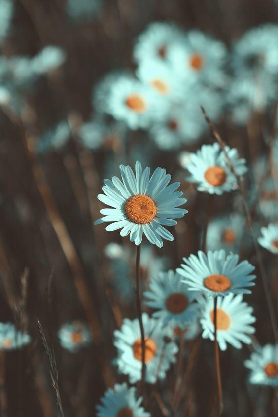 The Most Beautiful and Stylish Flower Chill Photos