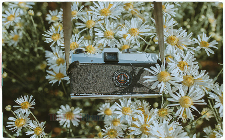 The Most Beautiful and Stylish Flower Chill Photos