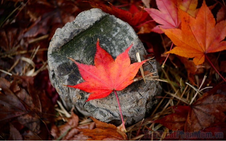 Beautiful Maple Leaf Images