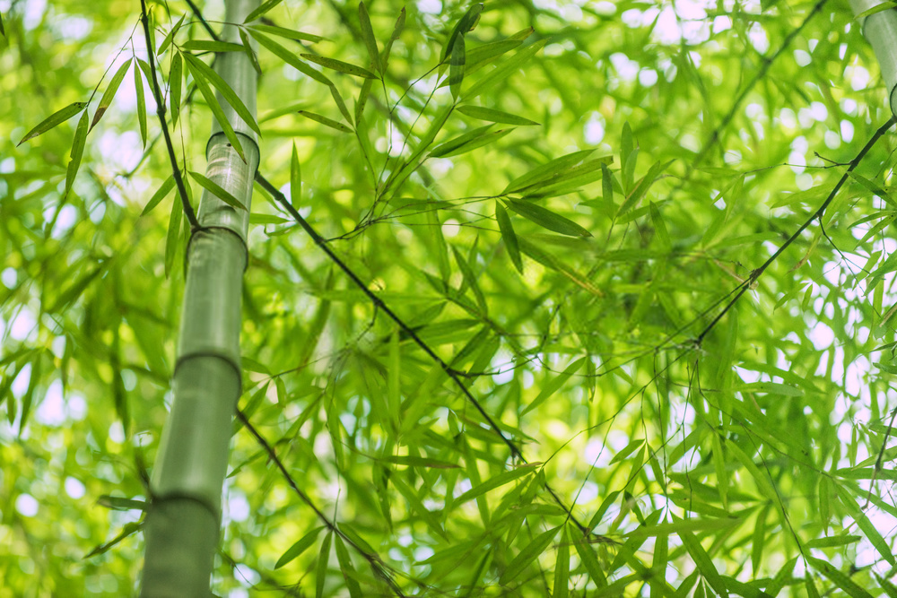 Vivid Images of Vietnamese Bamboo Trees