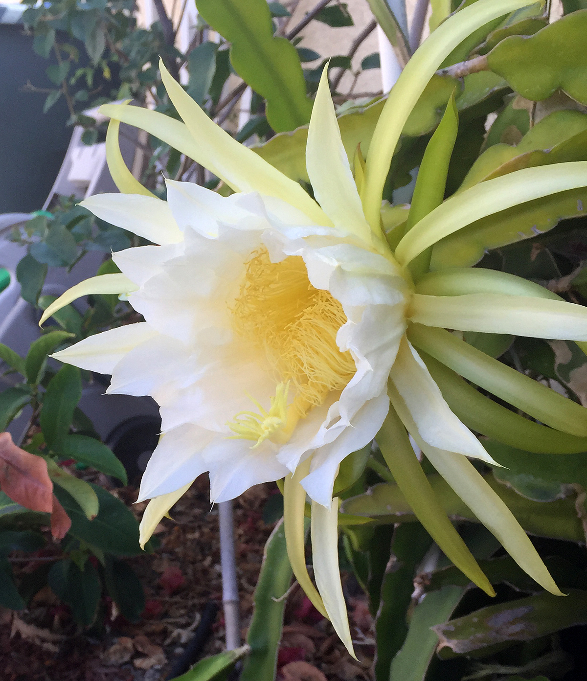 Stunning images of dragon fruit blossoms