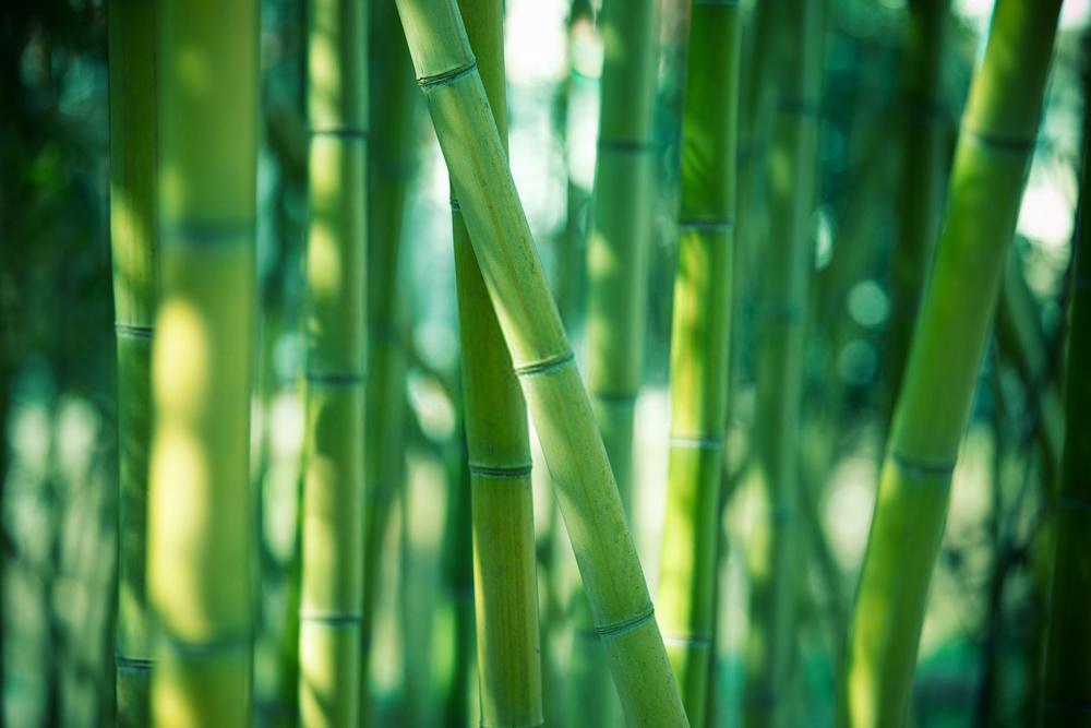 Vivid Images of Vietnamese Bamboo Trees