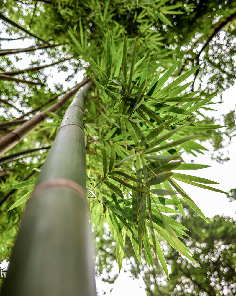 Vivid Images of Vietnamese Bamboo Trees