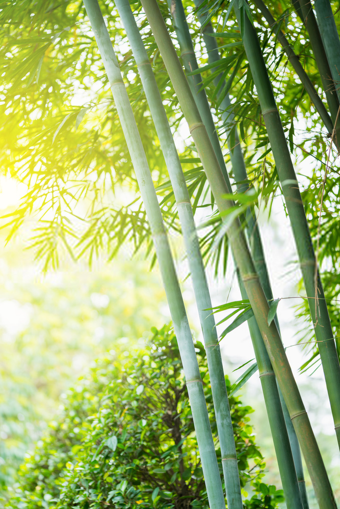 Vivid Images of Vietnamese Bamboo Trees
