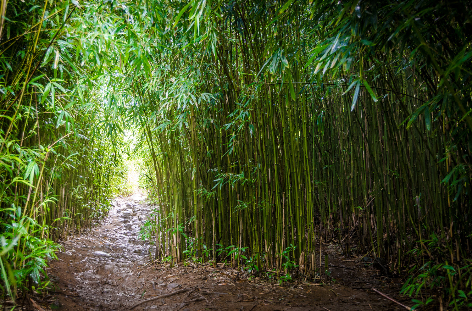 Vivid Images of Vietnamese Bamboo Trees
