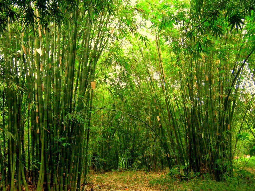 Vivid Images of Vietnamese Bamboo Trees