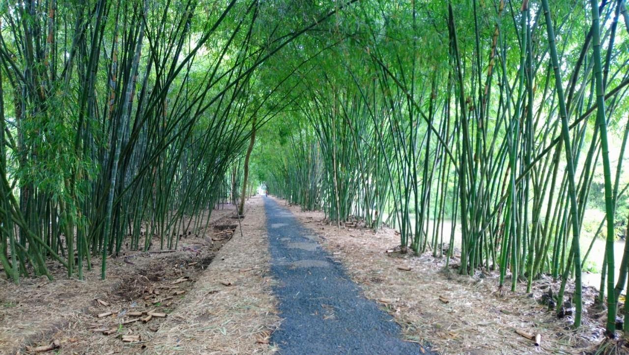 Vivid Images of Vietnamese Bamboo Trees