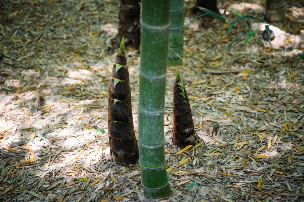 Vivid Images of Vietnamese Bamboo Trees