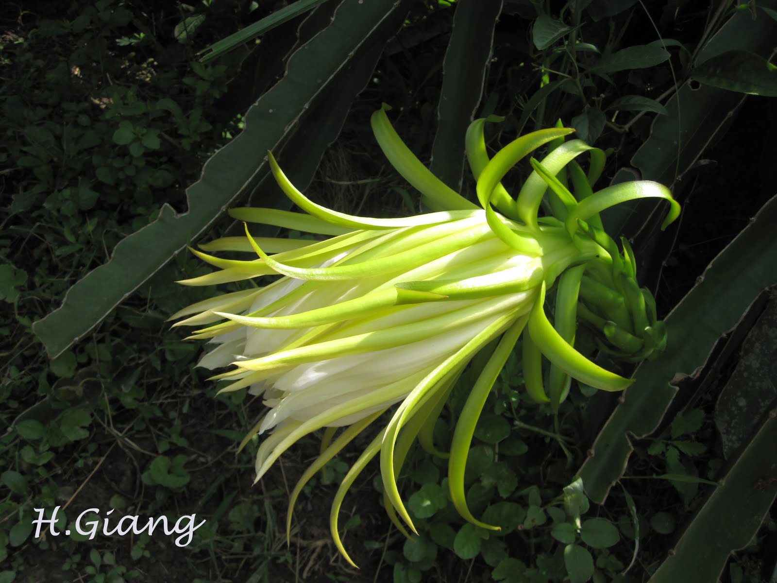 Stunning images of dragon fruit blossoms