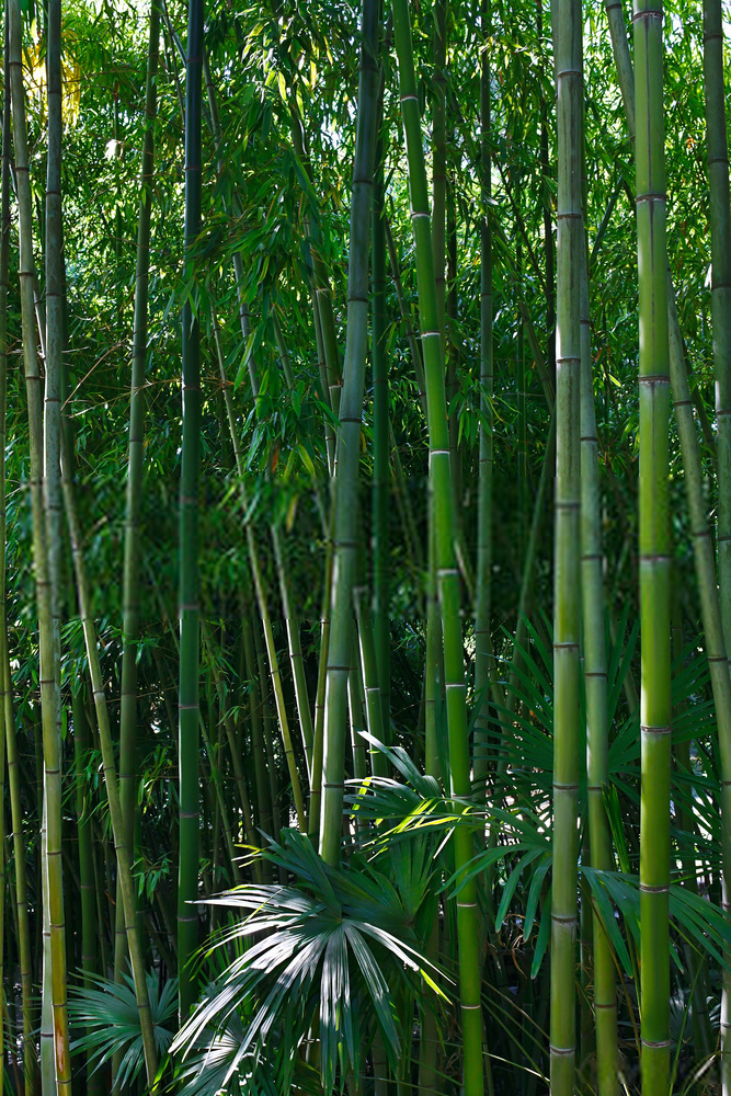 Vivid Images of Vietnamese Bamboo Trees