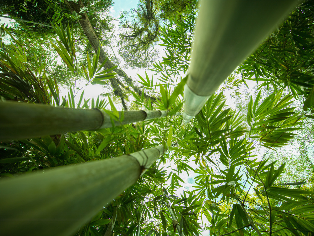 Vivid Images of Vietnamese Bamboo Trees