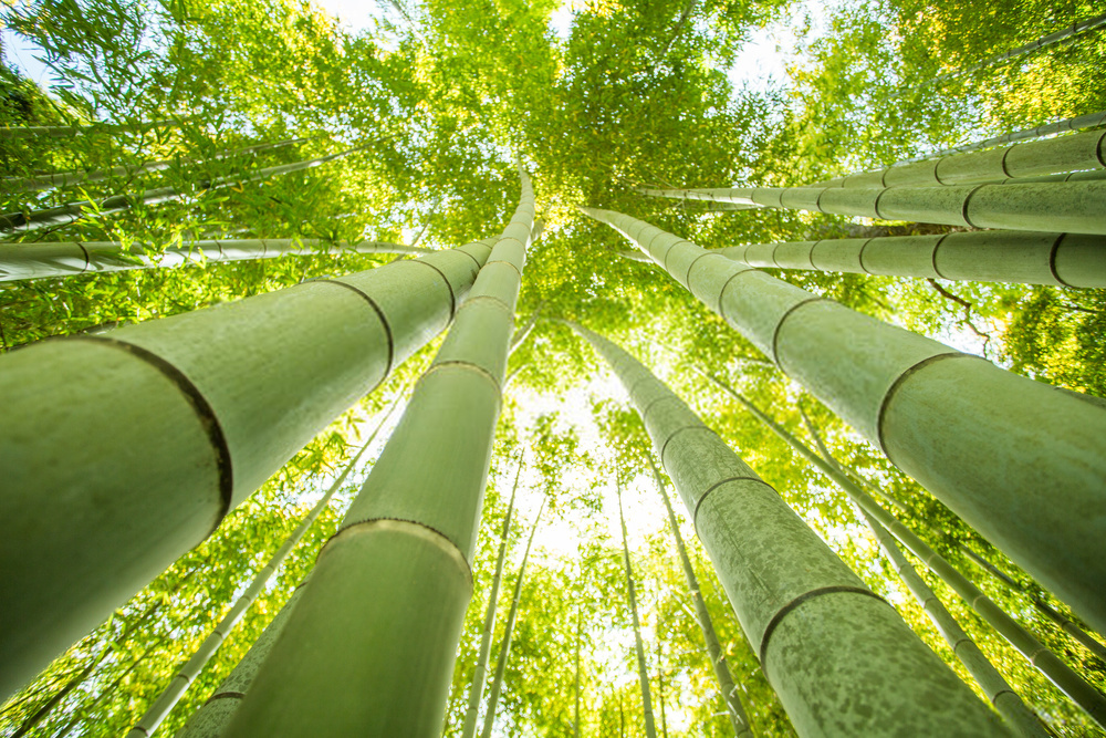 Vivid Images of Vietnamese Bamboo Trees