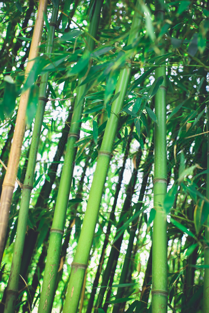 Vivid Images of Vietnamese Bamboo Trees