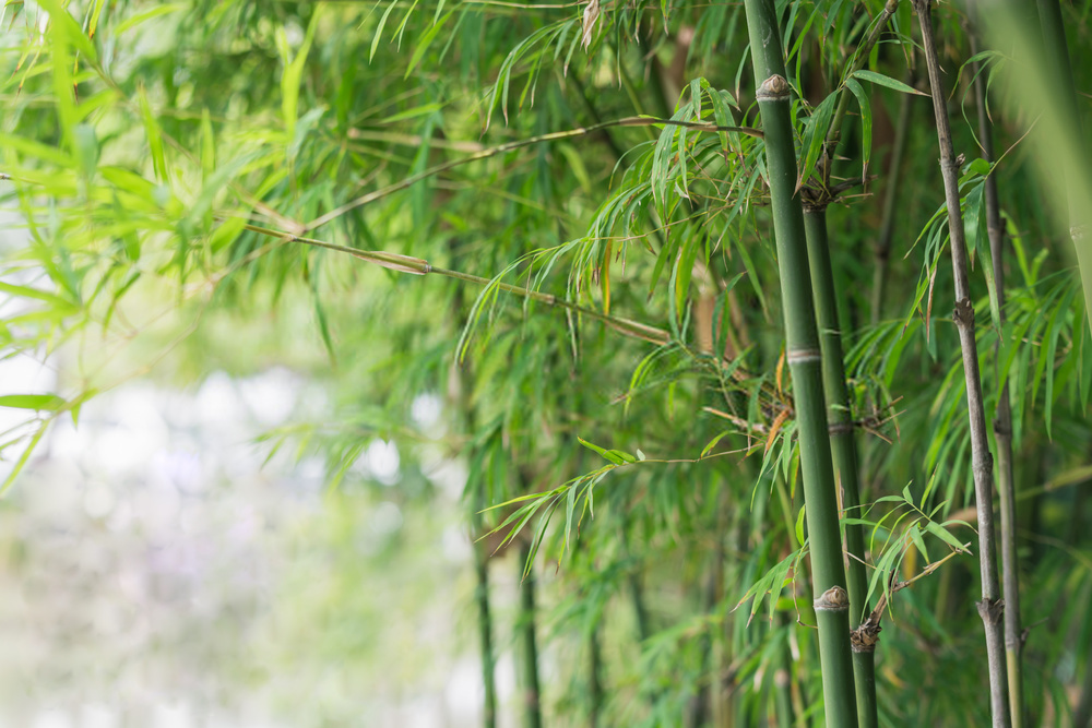 Vivid Images of Vietnamese Bamboo Trees