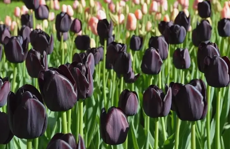 Most Beautiful Black Tulip Images