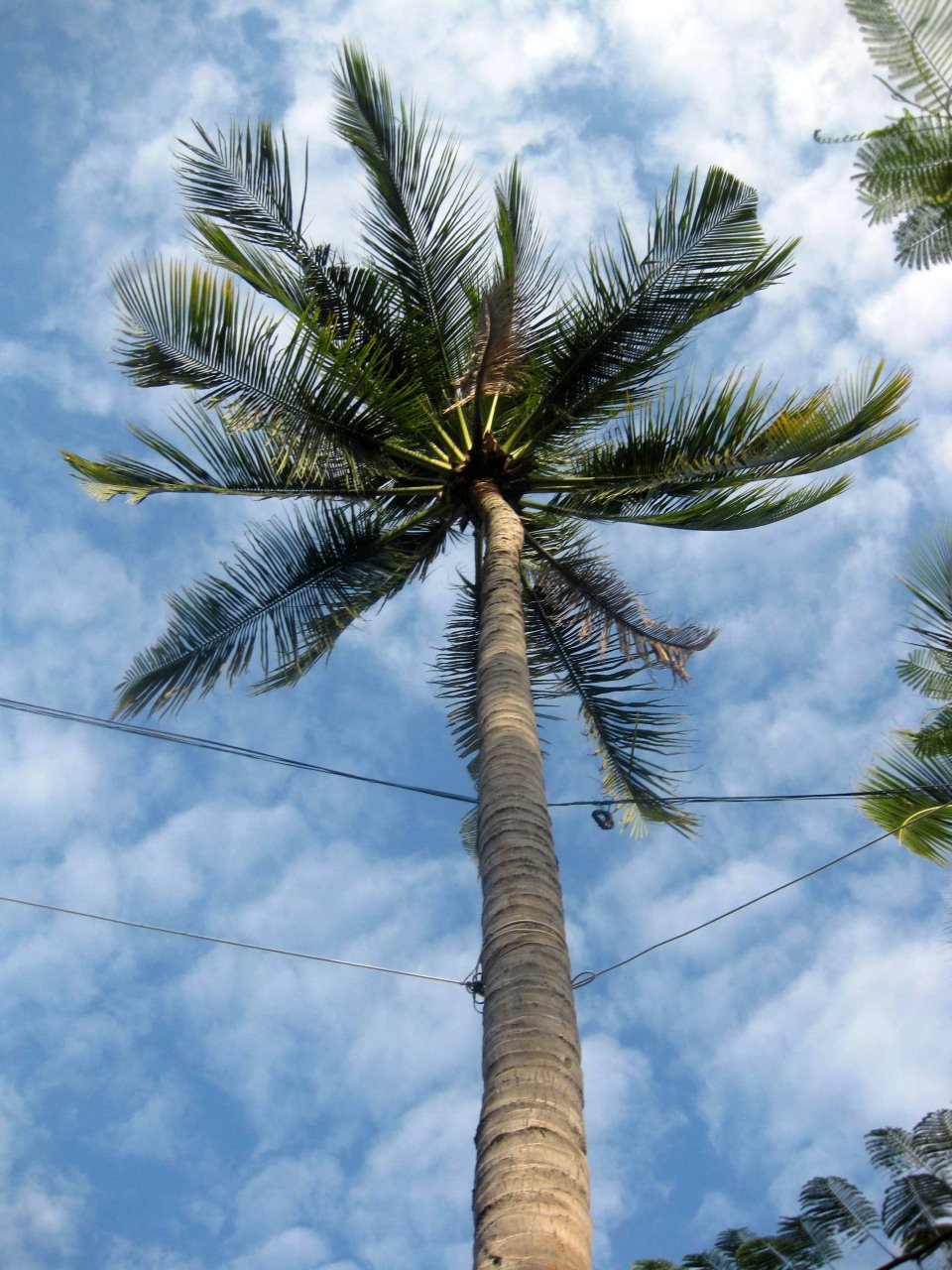 Discover the most stunning coconut tree images