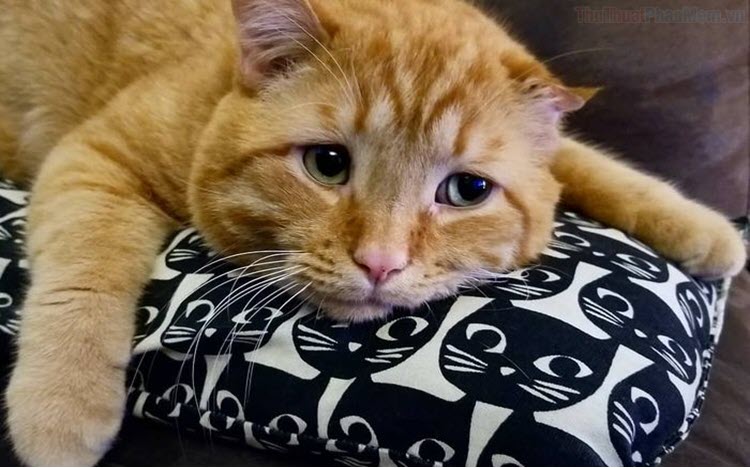 The Most Heartwarming and Adorable Pictures of Sad Cats