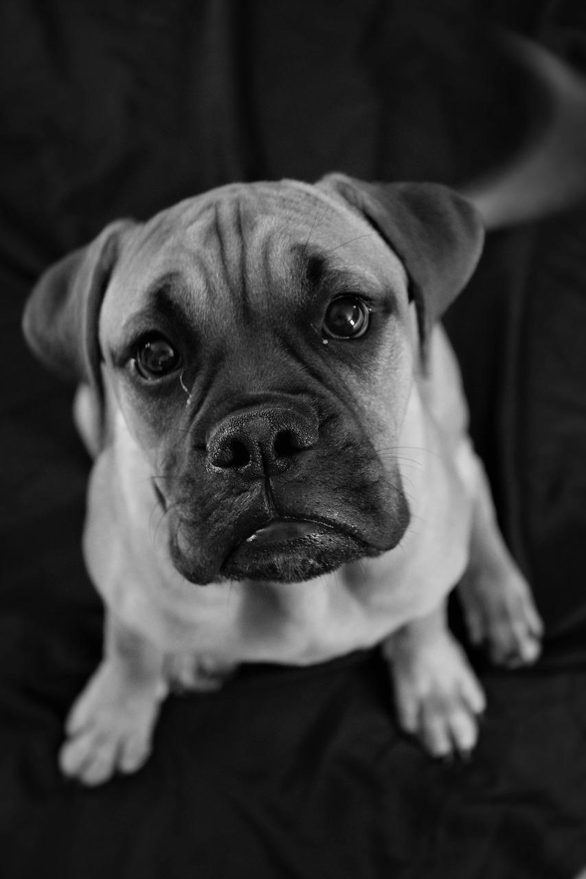 Captivating Image of a Melancholic Dog