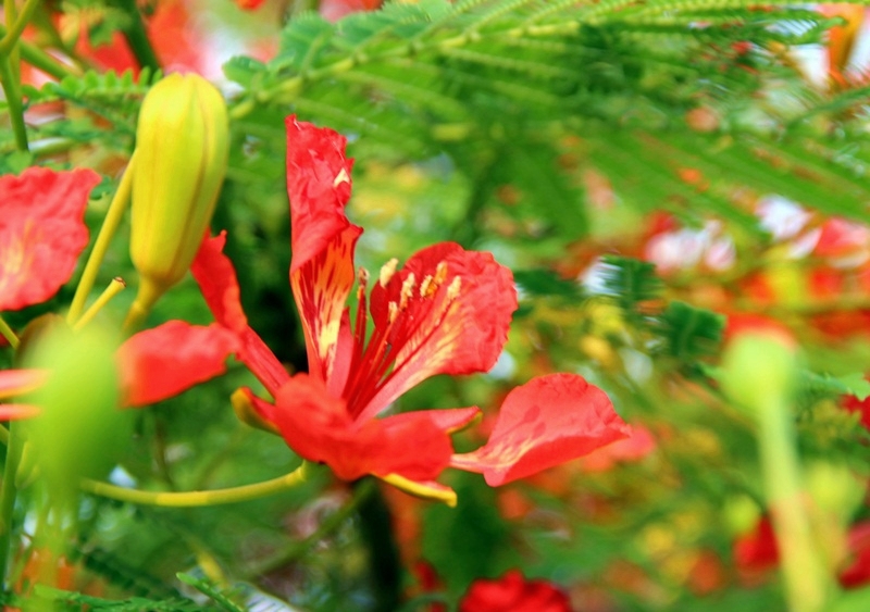 The Most Beautiful Snapshots of Phoenix Flowers