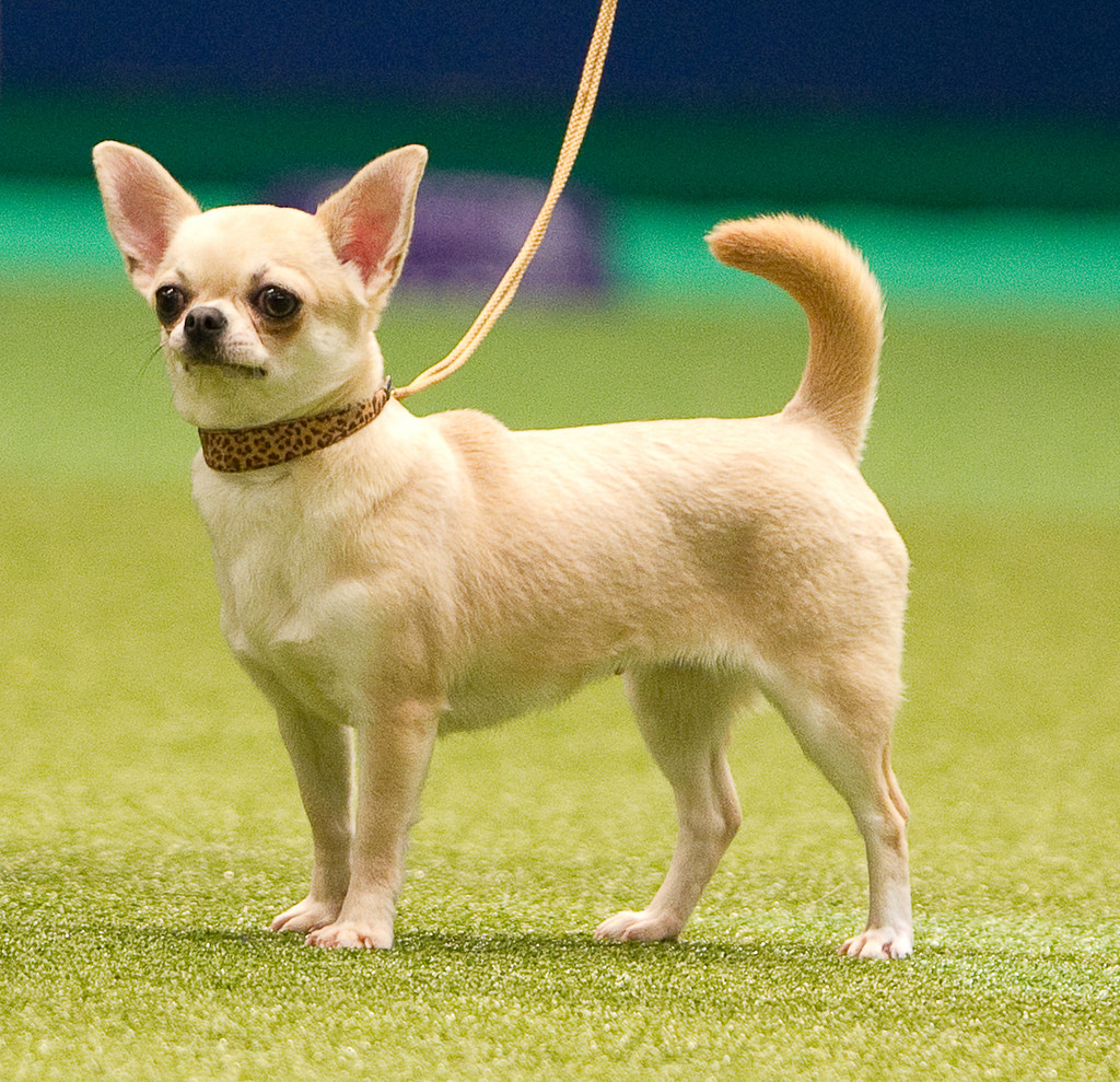 Captivating Images of the Most Beautiful Chihuahuas