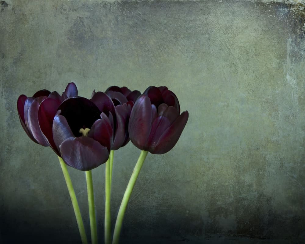 Most Beautiful Black Tulip Images
