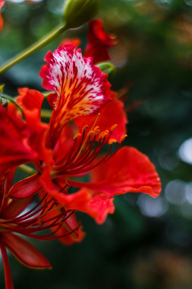 The Most Beautiful Snapshots of Phoenix Flowers