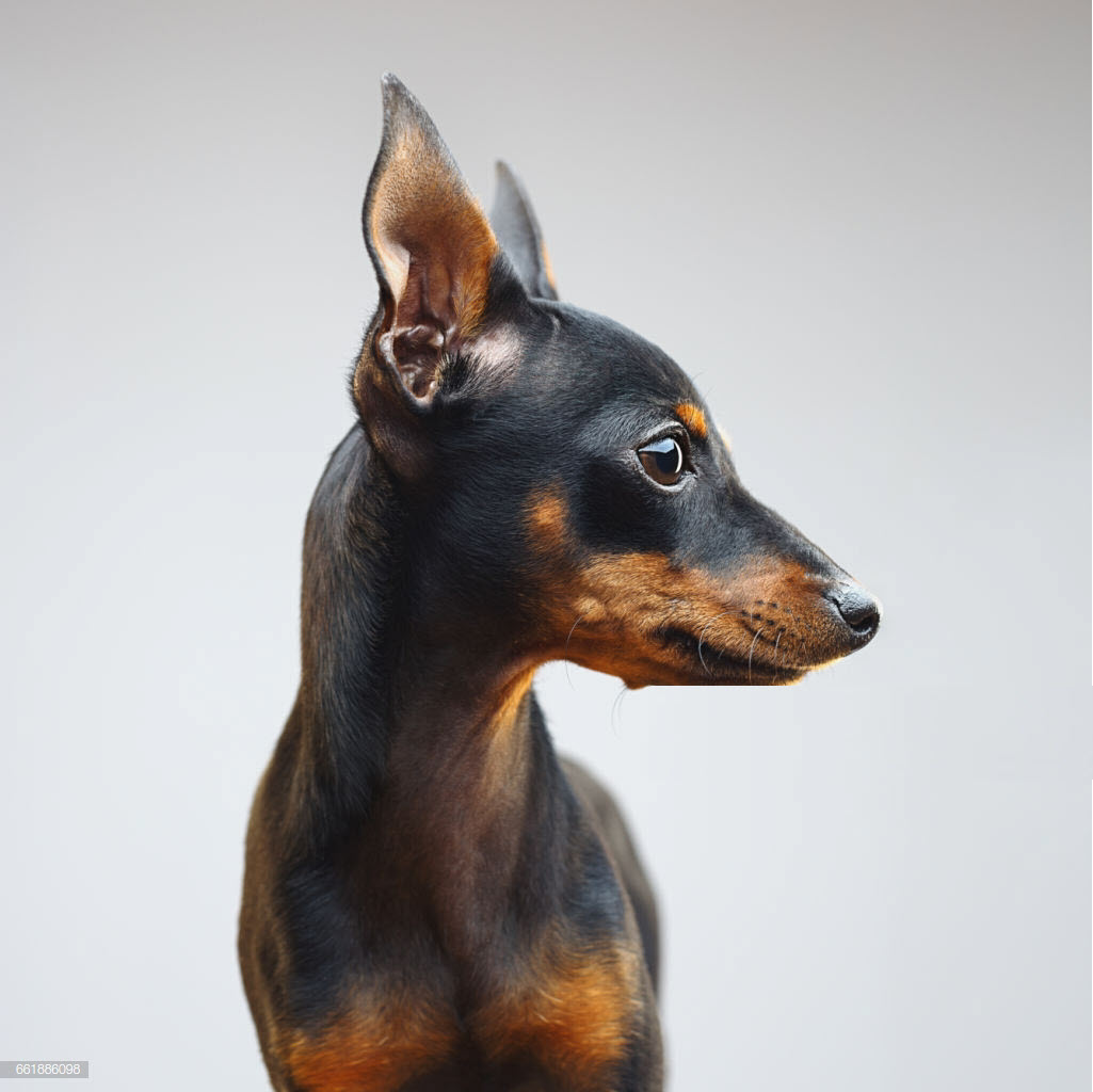 Captivating Images of Phoc Dogs - Compilation of the Most Beautiful ...