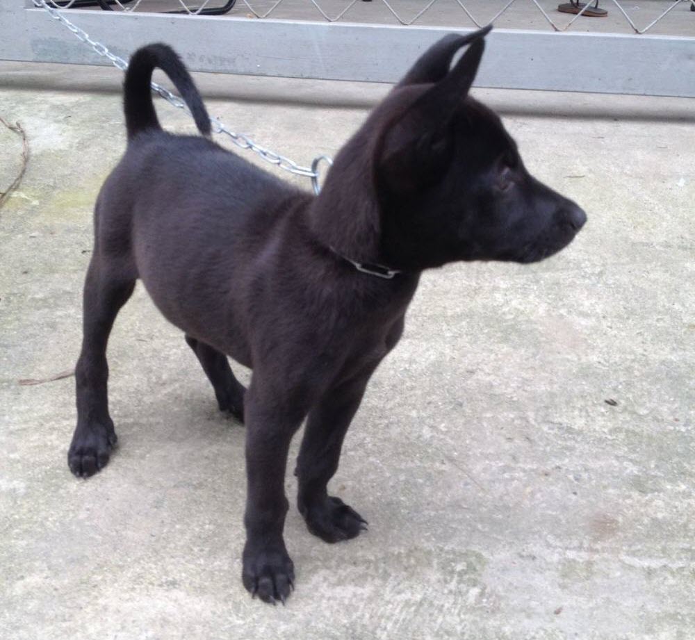 Ink Dog Images - Curated Collection of the Most Beautiful Ink Dog Pictures