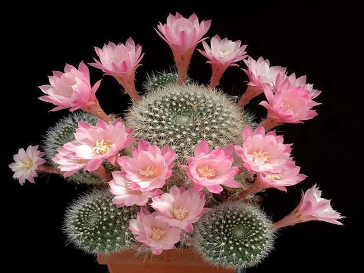 Beautiful Cactus Flower Images - A Compilation of the Most Stunning ...