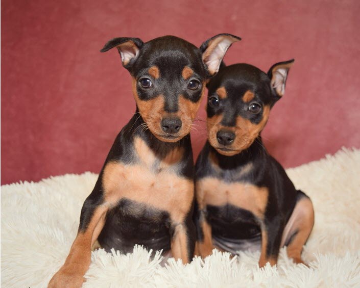 Captivating Images of Phoc Dogs - Compilation of the Most Beautiful ...