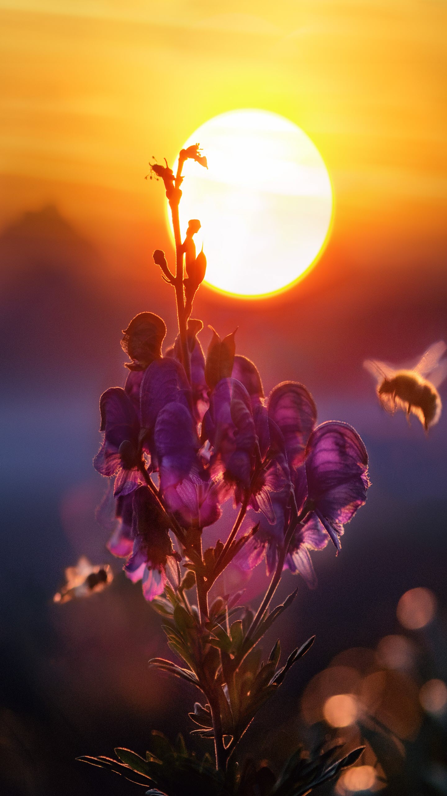 Exquisite Sunset Backgrounds