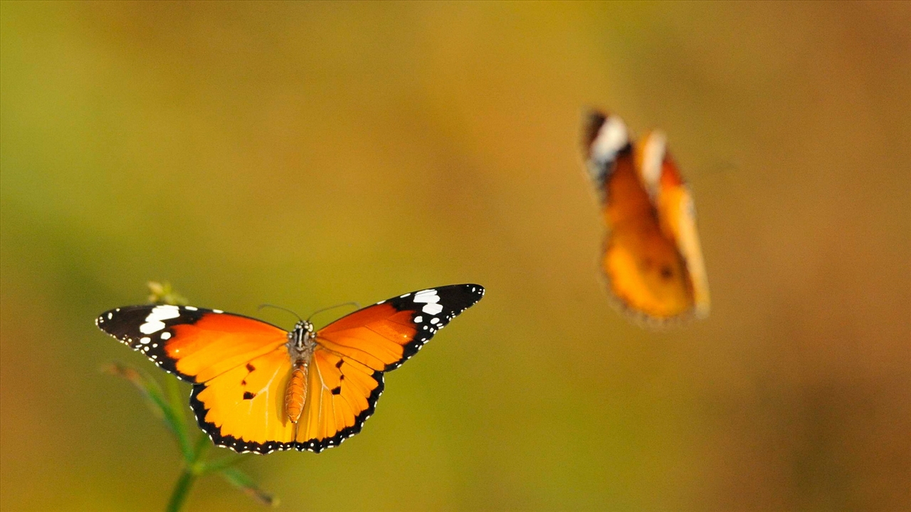Butterfly Images Compilation - The most beautiful butterfly pictures
