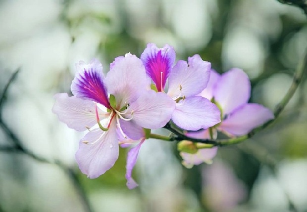 Hanoi's ban flowers are in full bloom! Check in right away this February.