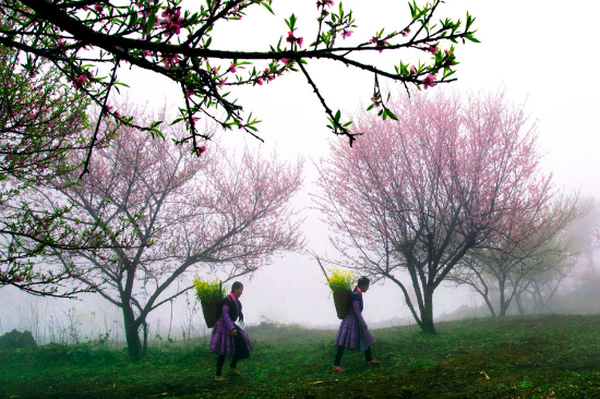 Mesmerized by the stunning beauty of spring in Sapa