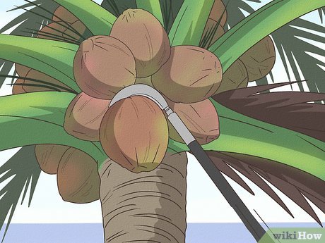 3 Methods for Gathering Coconuts - Mytour