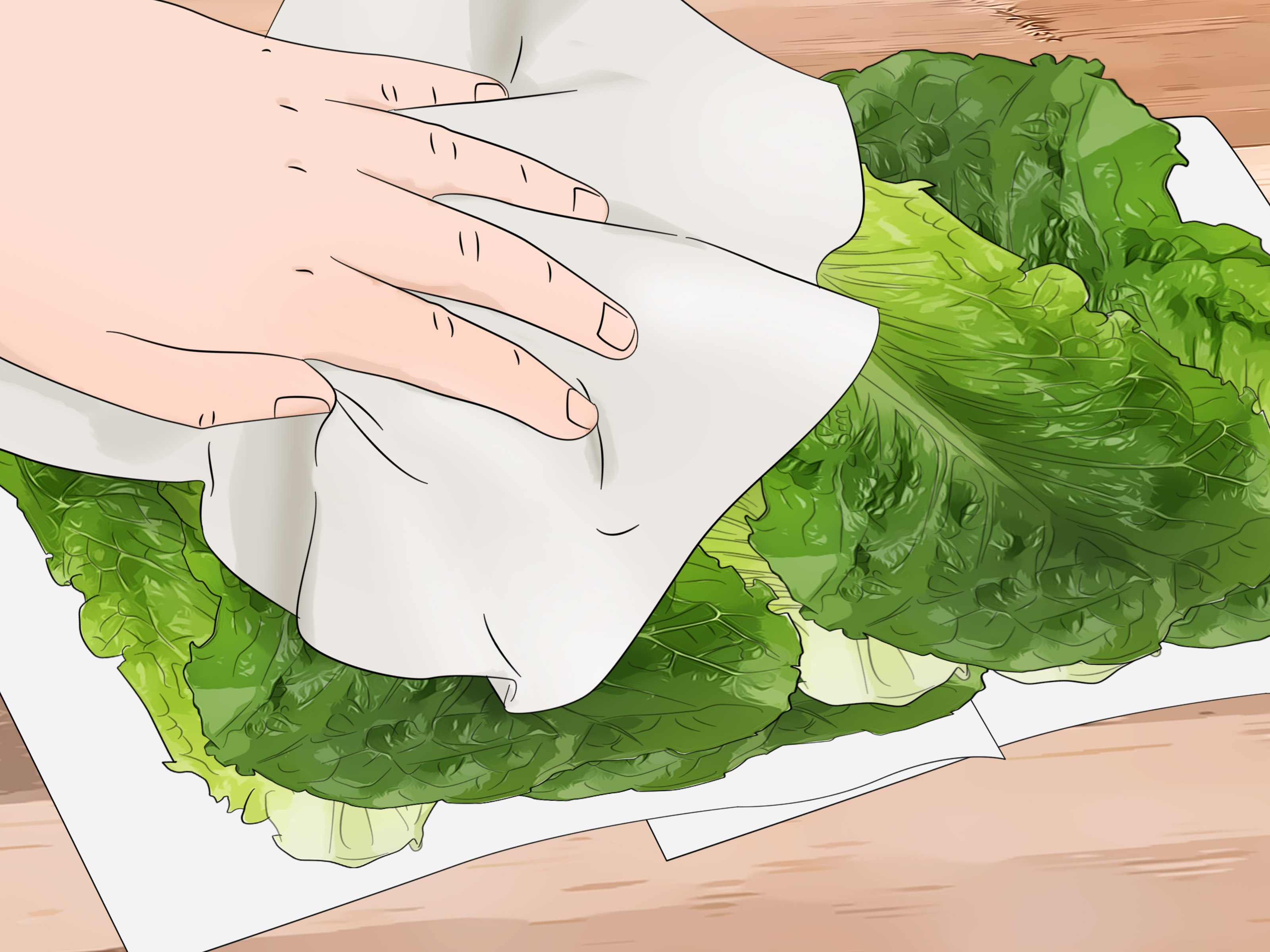 Detecting Signs of Spoiled Lettuce: A Visual Guide