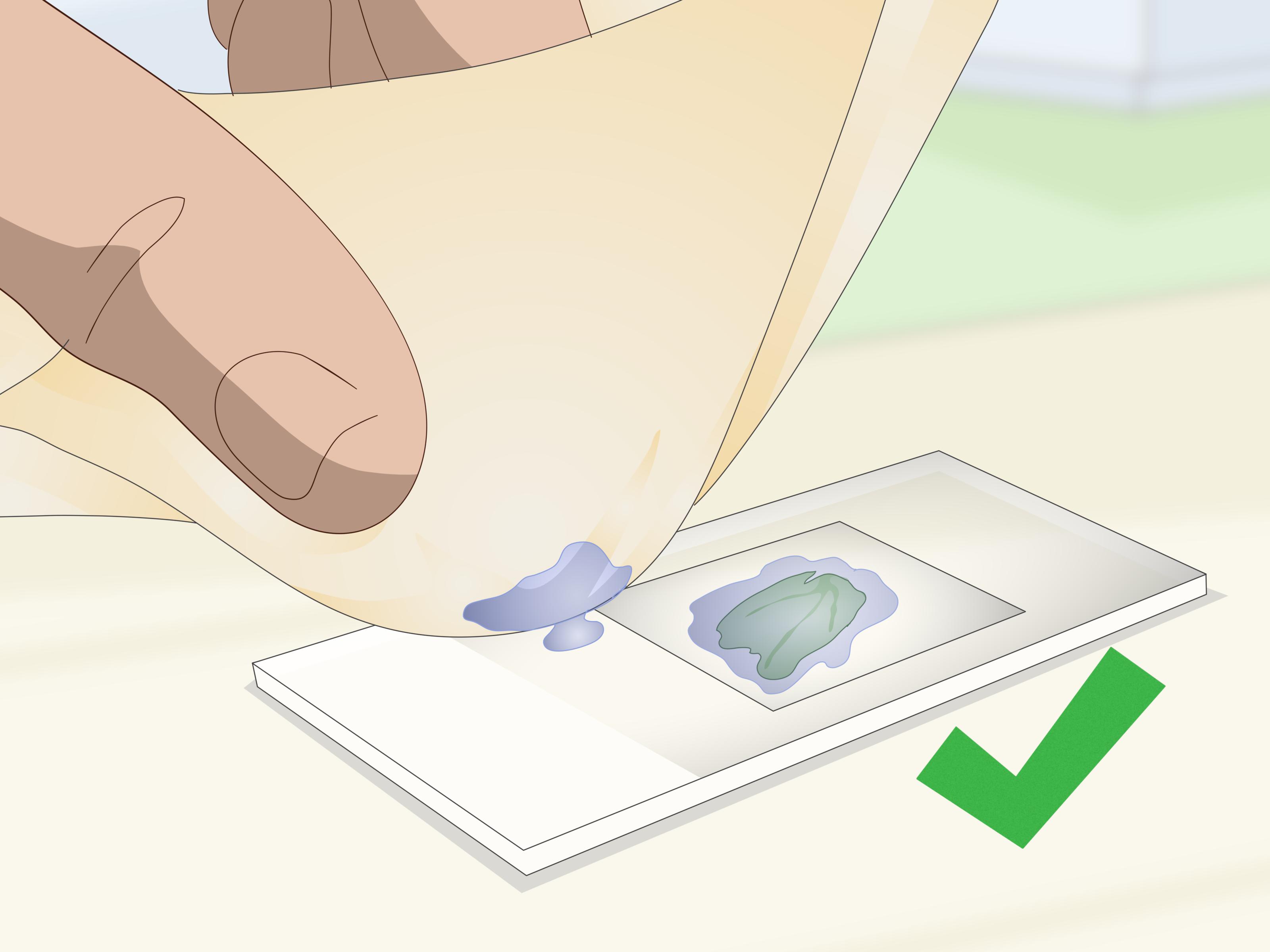 3 Techniques for Preparing Microscope Slides - Mytour