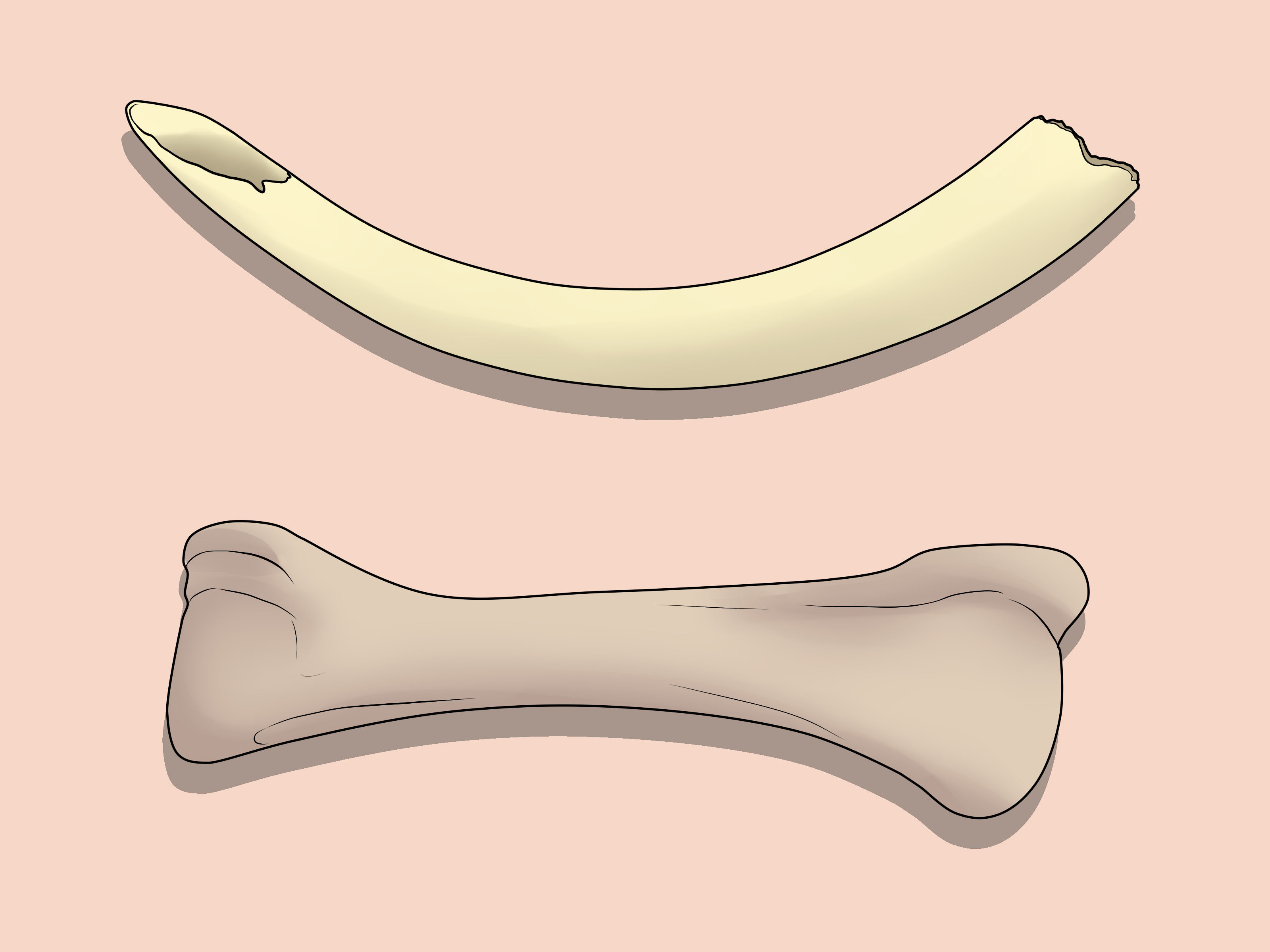 Differentiating Ivory from Bone: 8 Simple Steps (with Illustrations ...