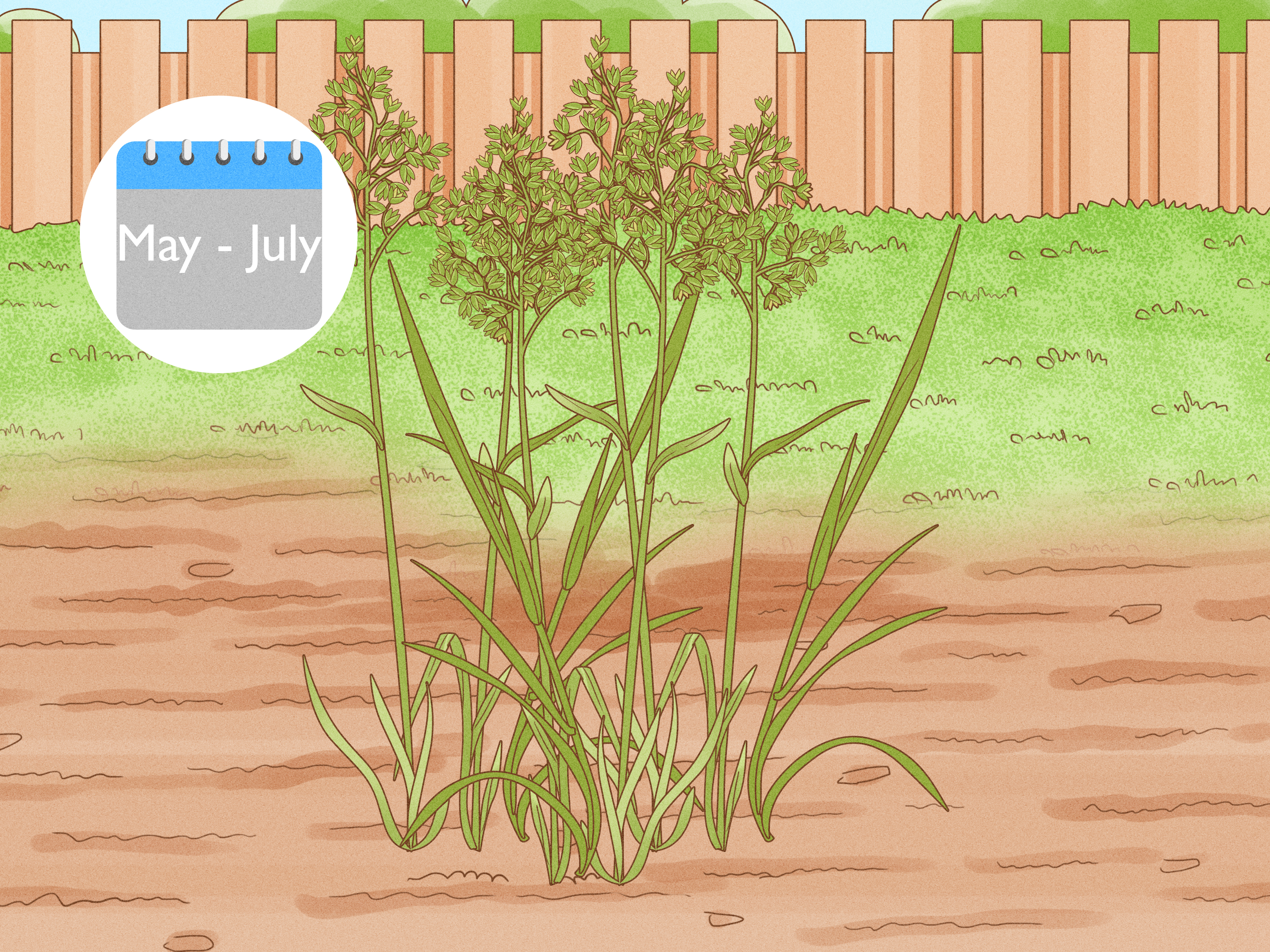 Easy Methods for Identifying Sweetgrass: 10 Steps (with Images)