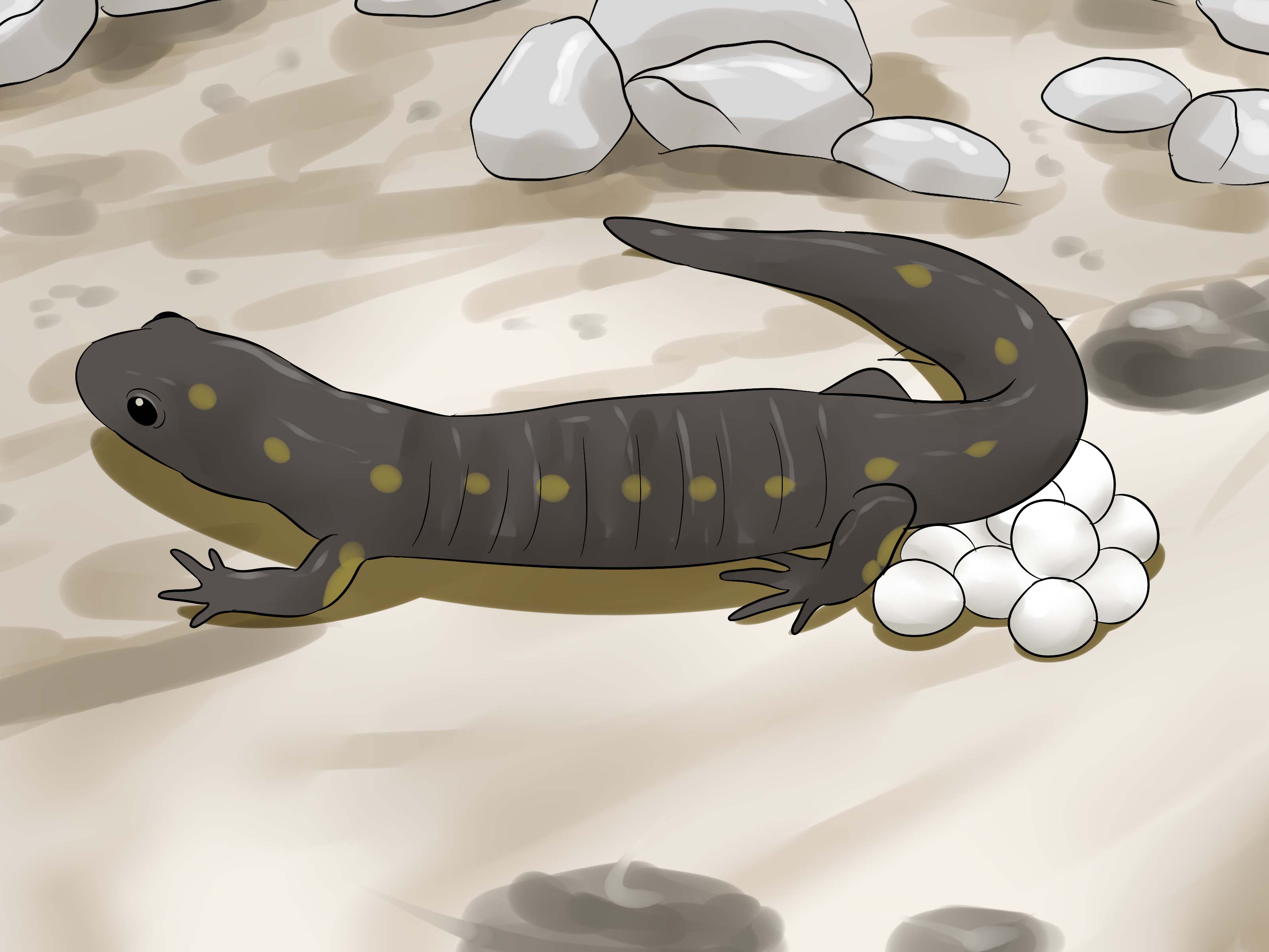 A Comprehensive Guide to Catching Salamanders: 13 Illustrated Steps ...