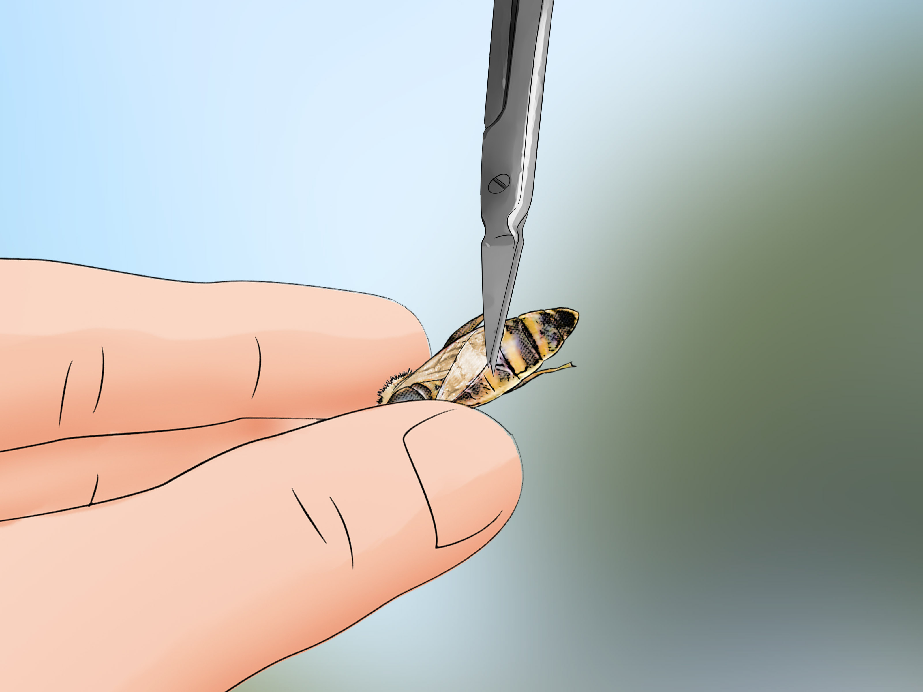 4 Ways to Identify a Queen Bee - Mytour