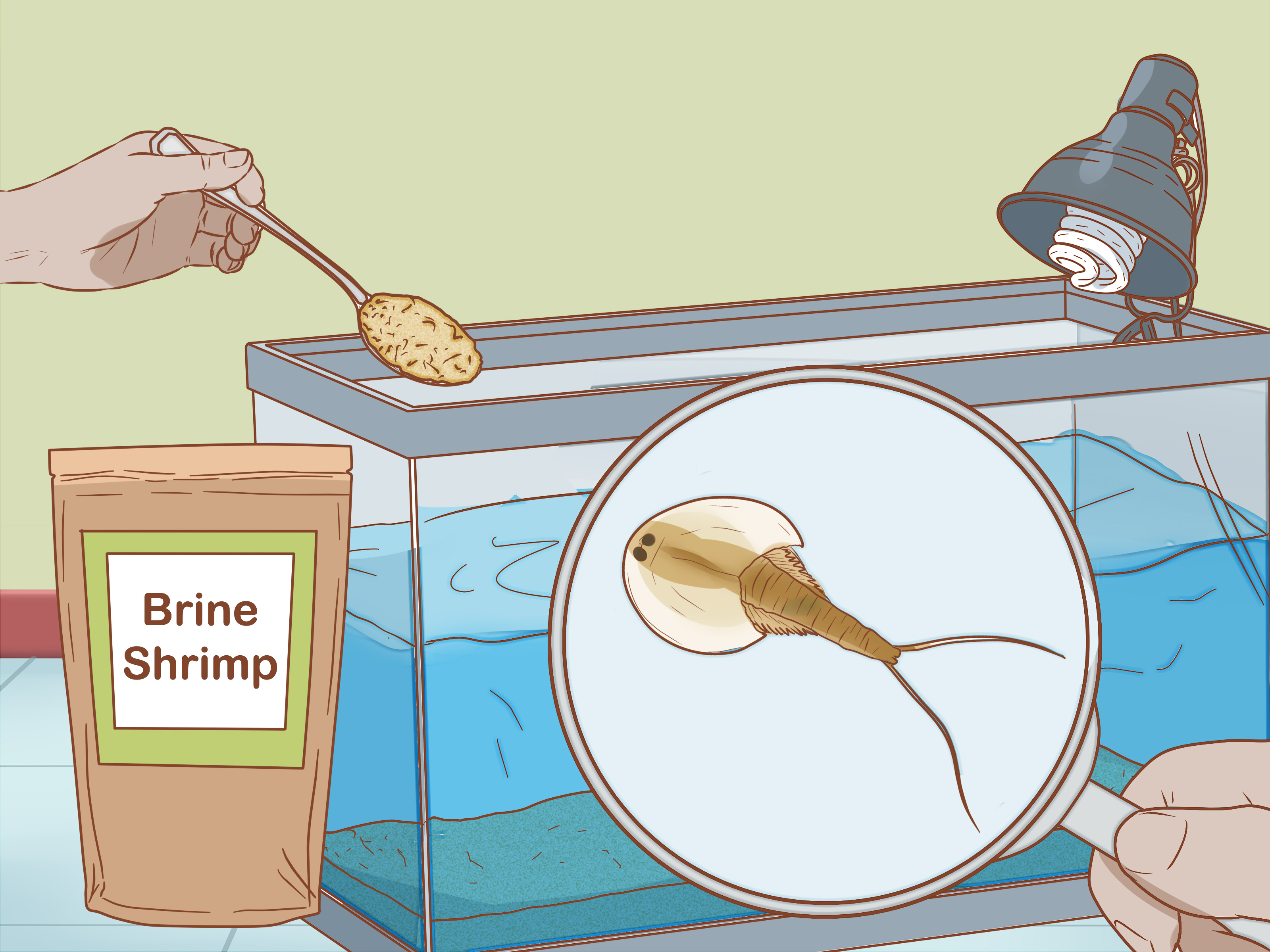 Caring for Triops: A Comprehensive Guide with Visuals - Mytour