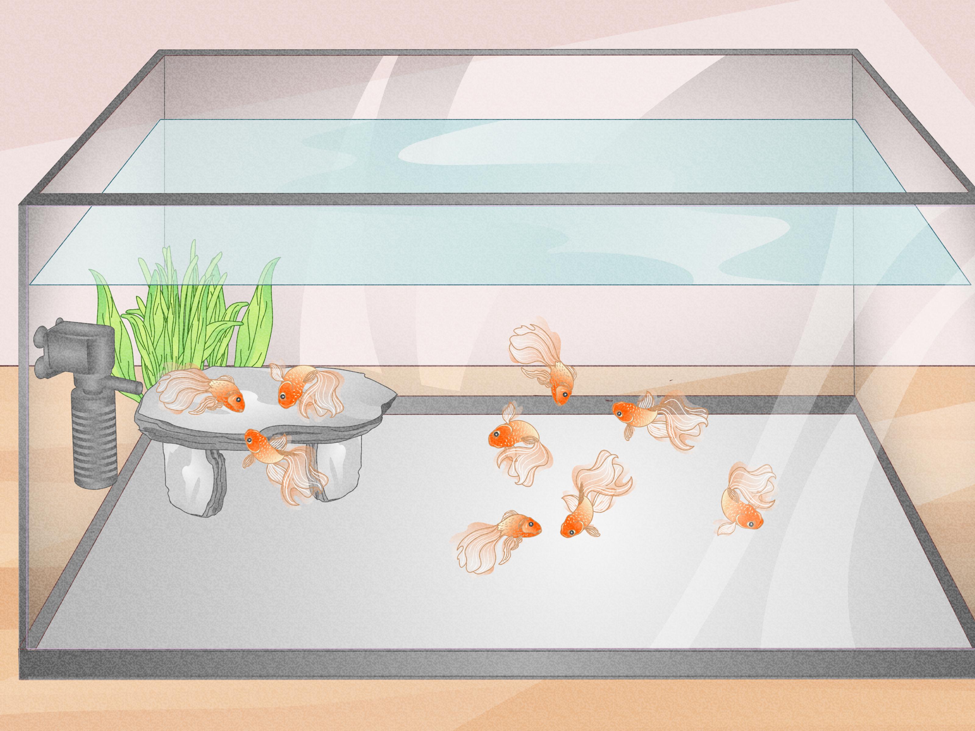 Determining the Fish Population Capacity for Your Aquarium