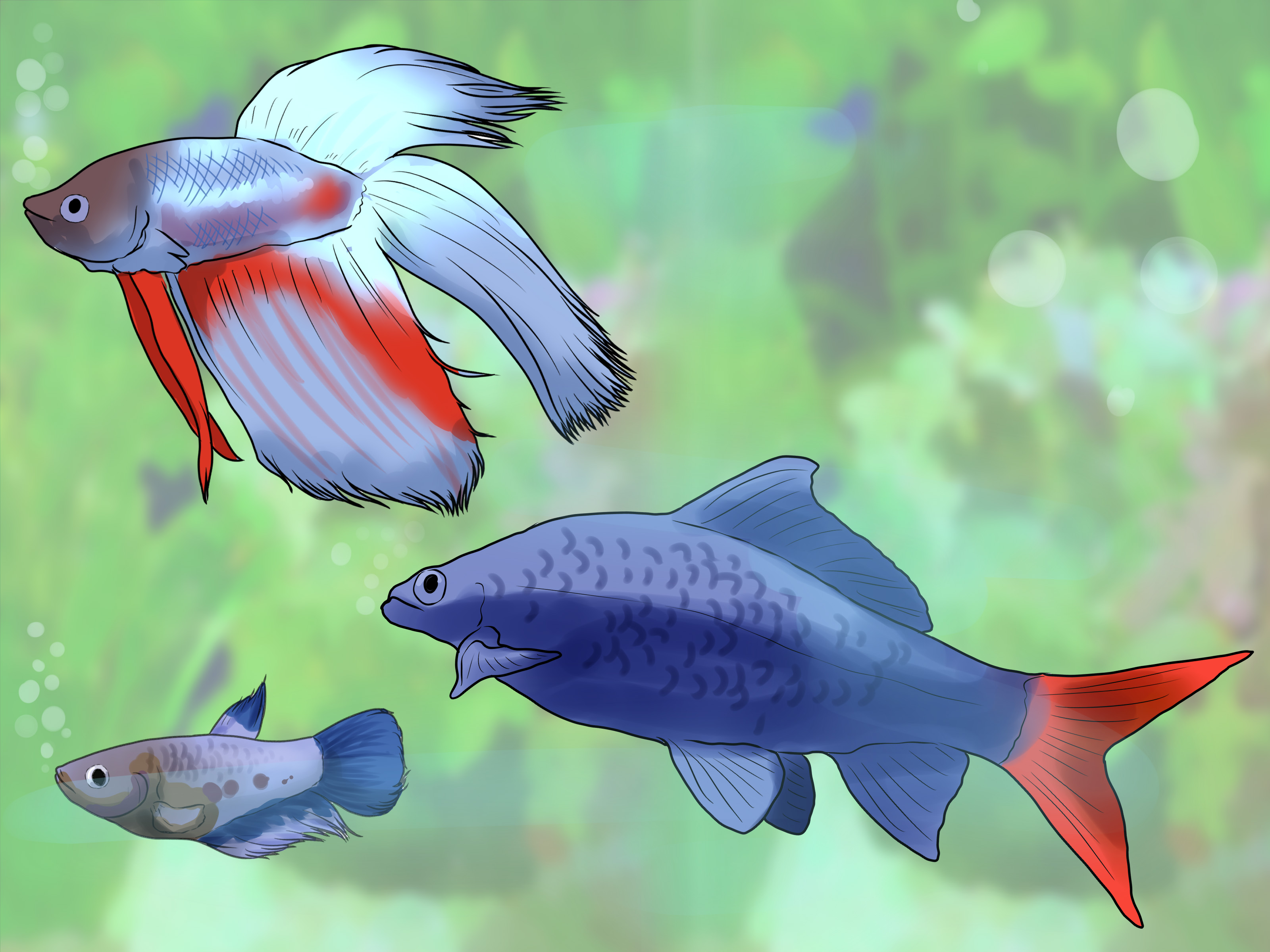 3 Key Factors for Mixing Fish Species in Your Aquarium - Mytour