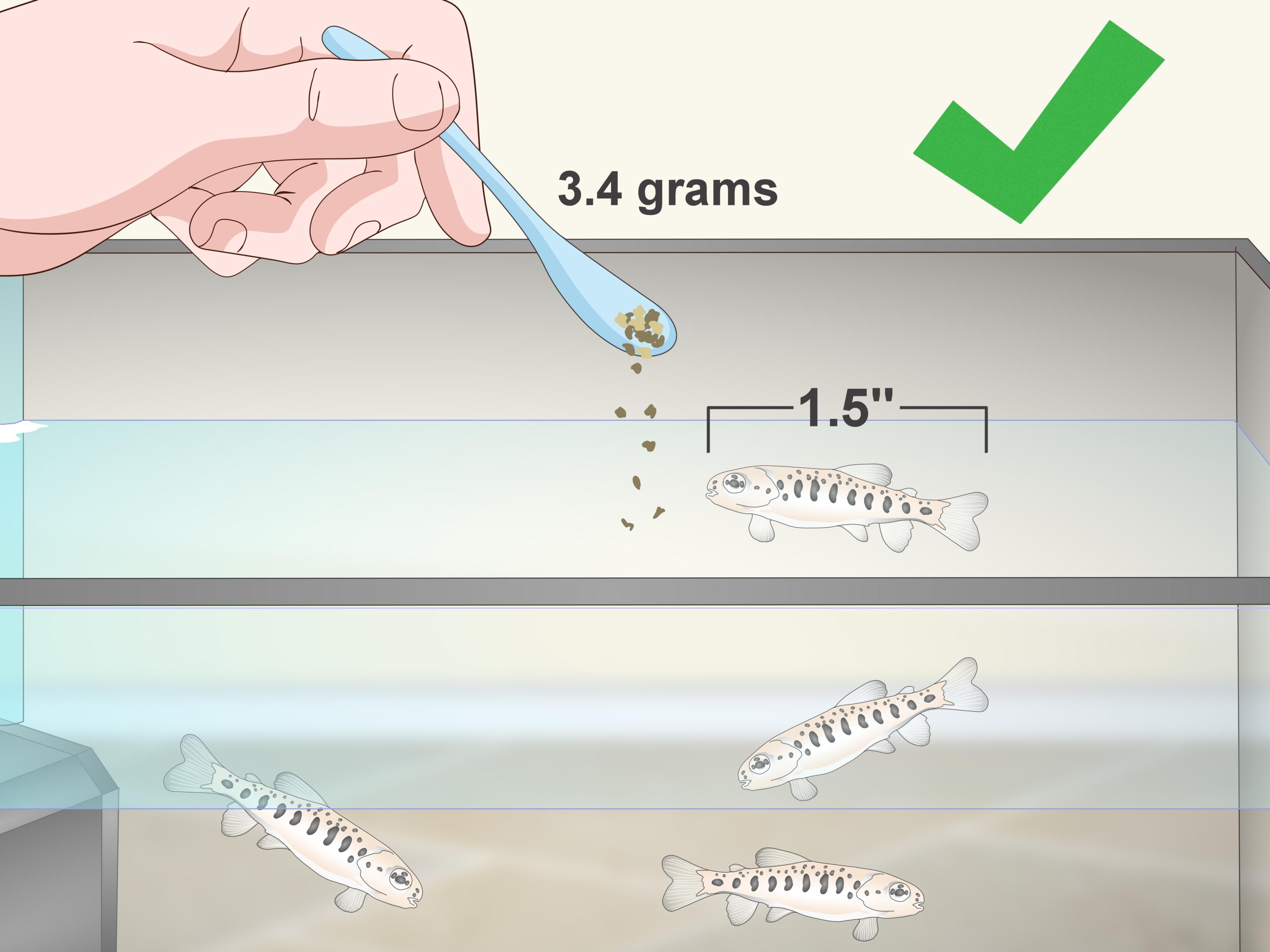 A Guide to Raising Trout: 15 Simple Steps (Illustrated) - Mytour