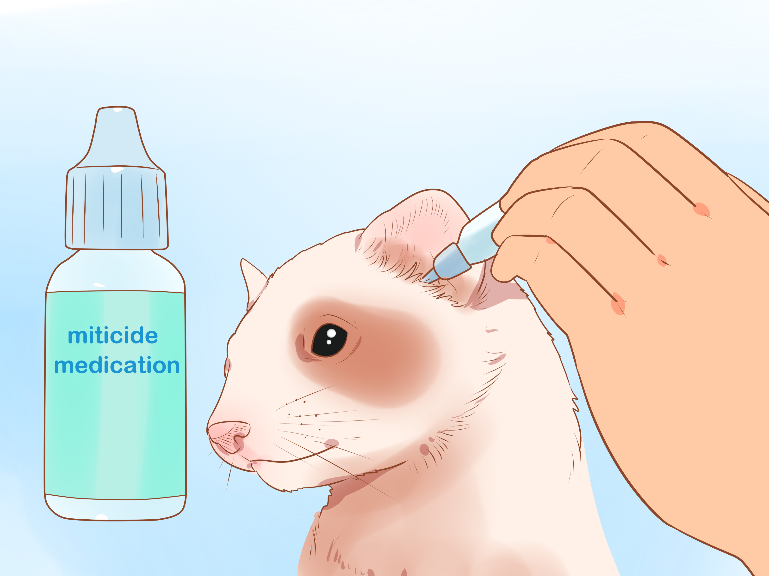 Ensuring Proper Ear Hygiene for Ferrets: Illustrated Guide - Mytour